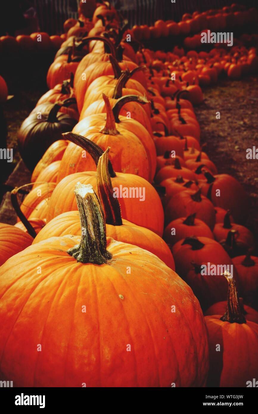 Row pumpkins hi-res stock photography and images - Alamy