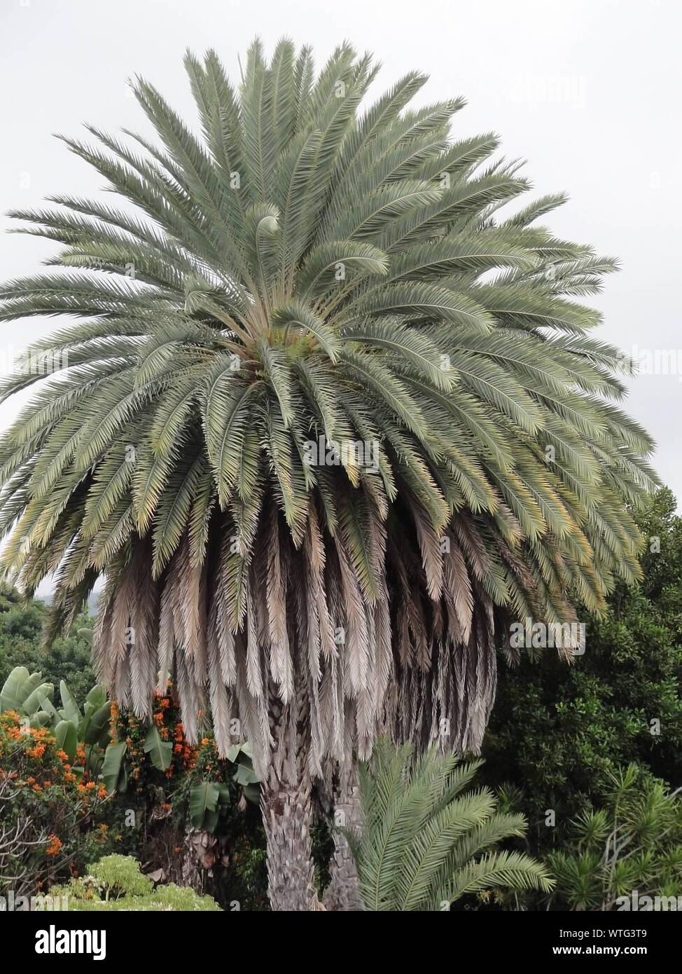 Spiky palm trees hi-res stock photography and images - Alamy