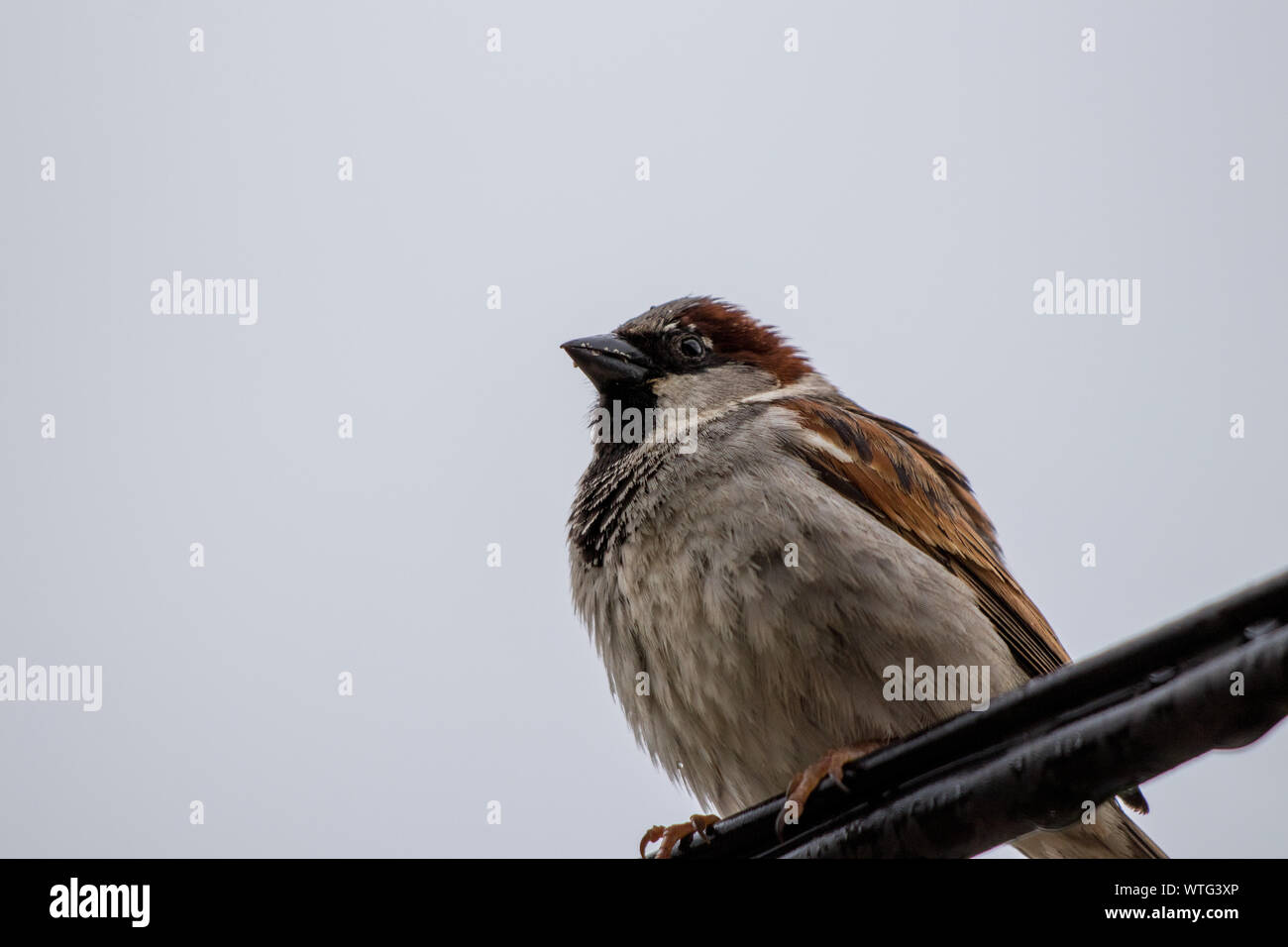 Beautiful House sparrow close up Stock Photo - Alamy