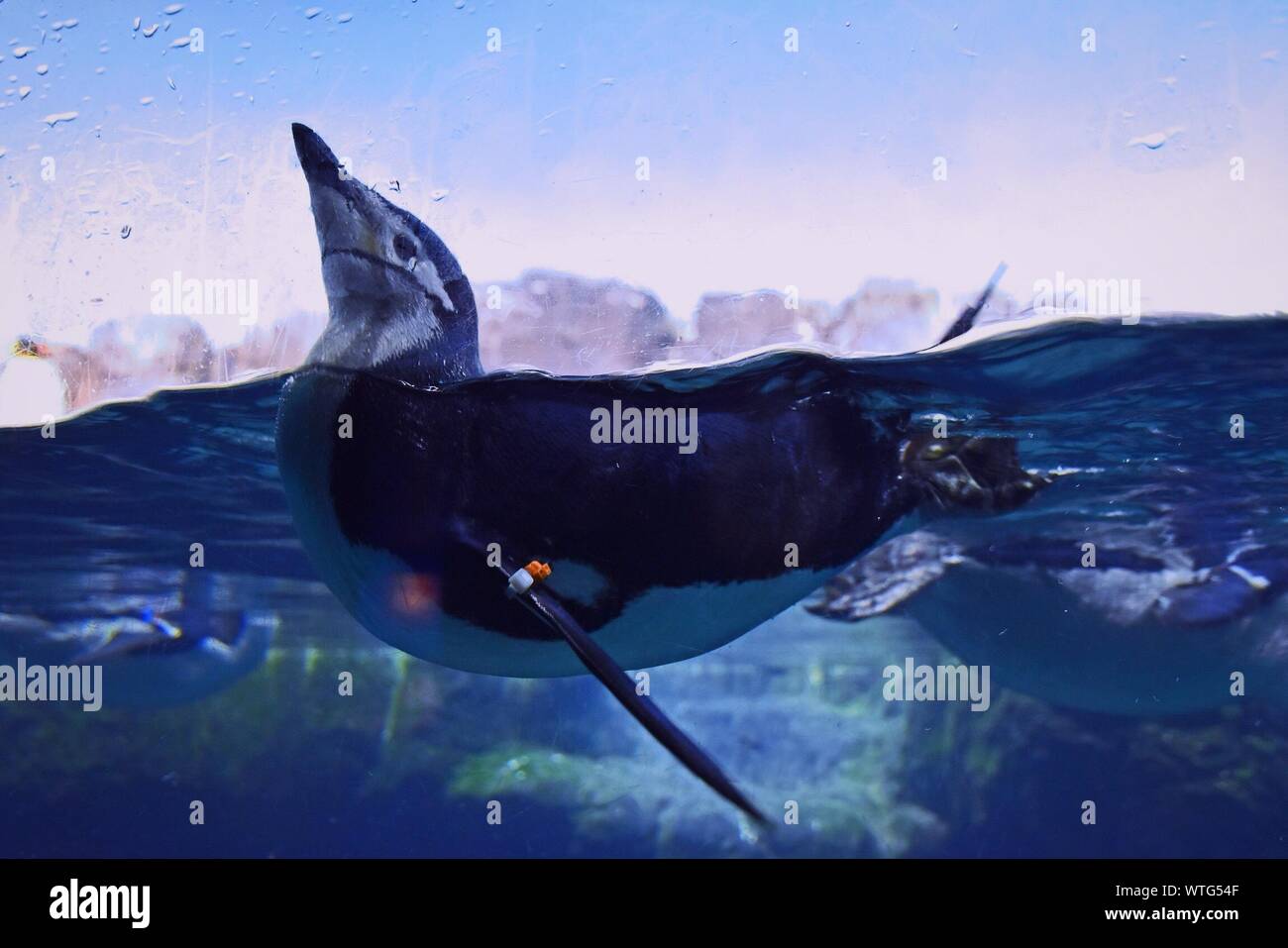 Penguin Swimming In Aquarium Stock Photo - Alamy