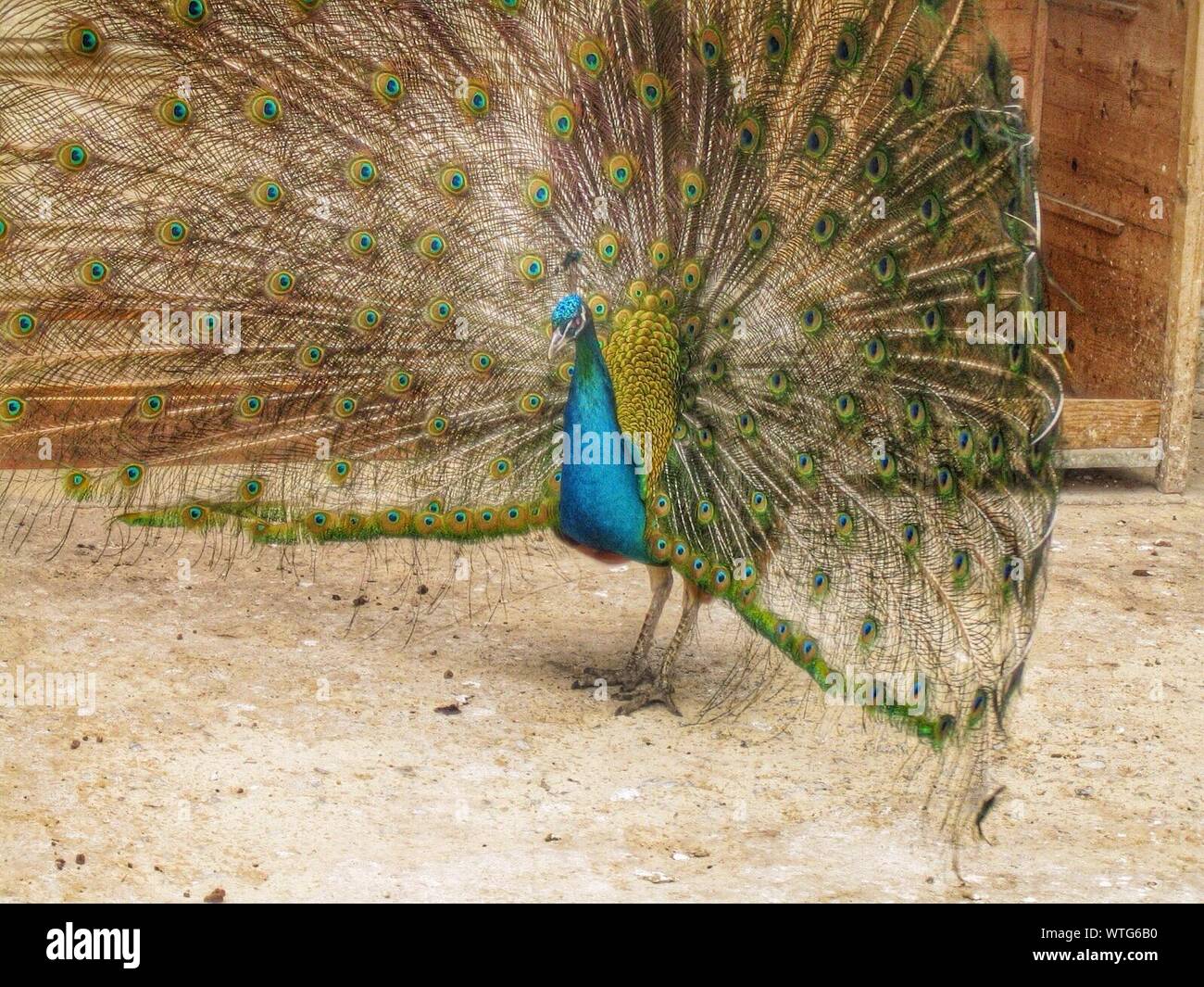 Peacock tail fanning hi-res stock photography and images - Alamy