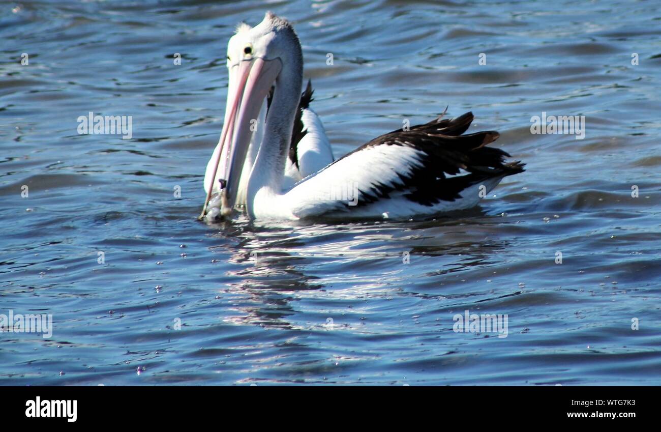 Pelican fish hi-res stock photography and images - Alamy