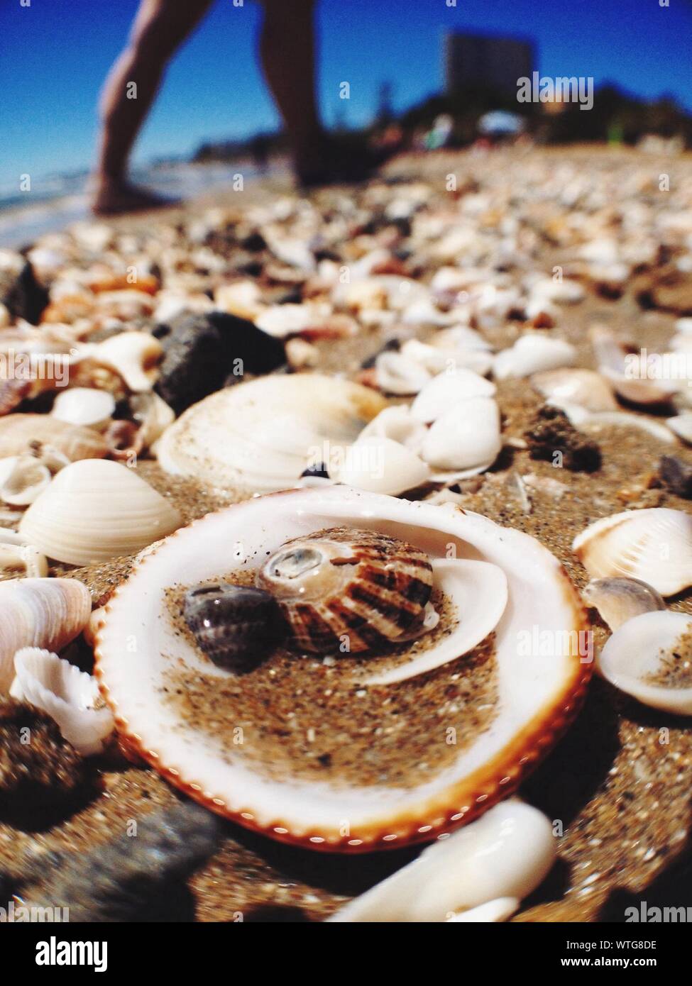 Walking legs close up hi-res stock photography and images - Alamy