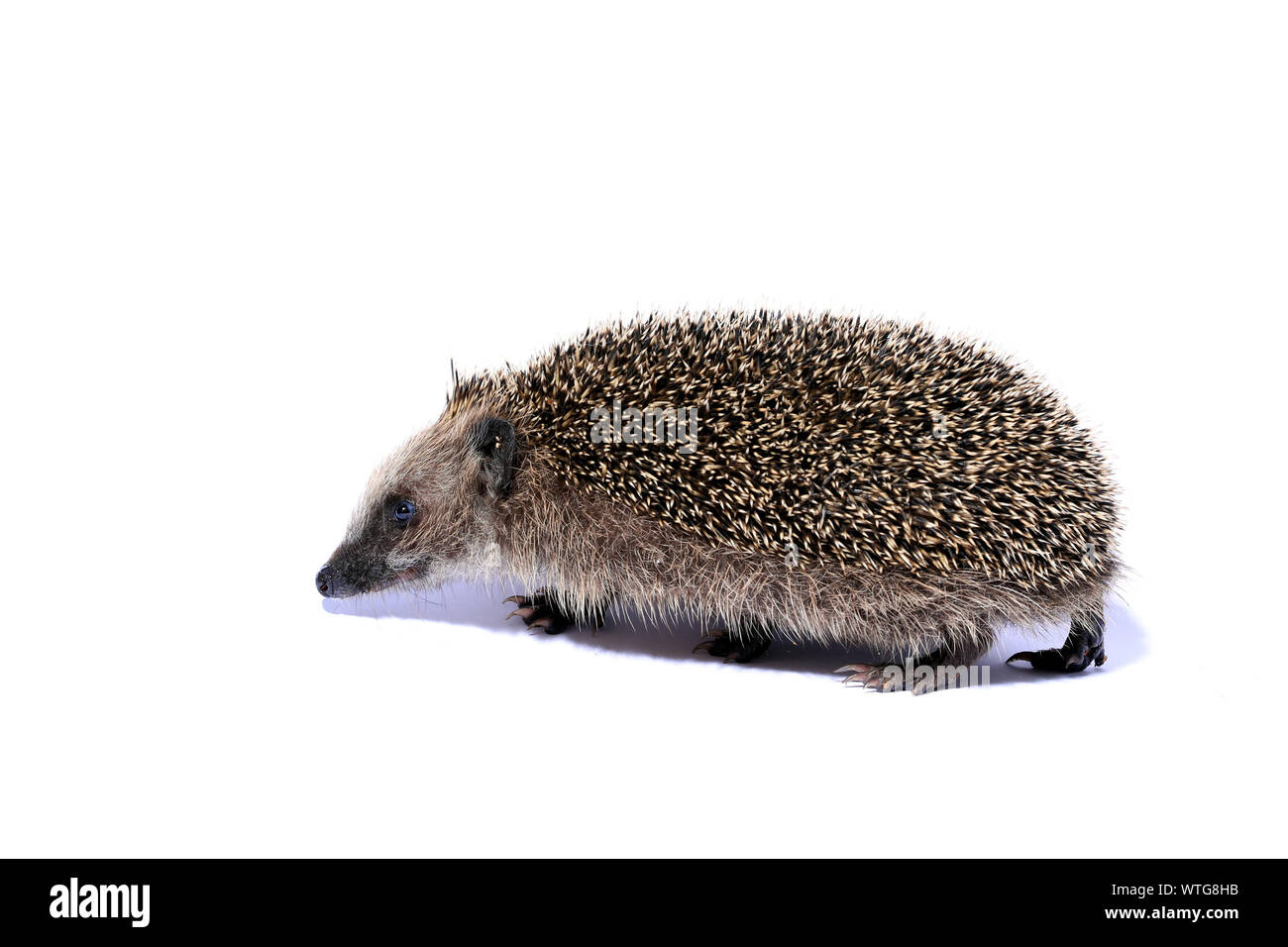 Hedgehog side view hi-res stock photography and images - Alamy