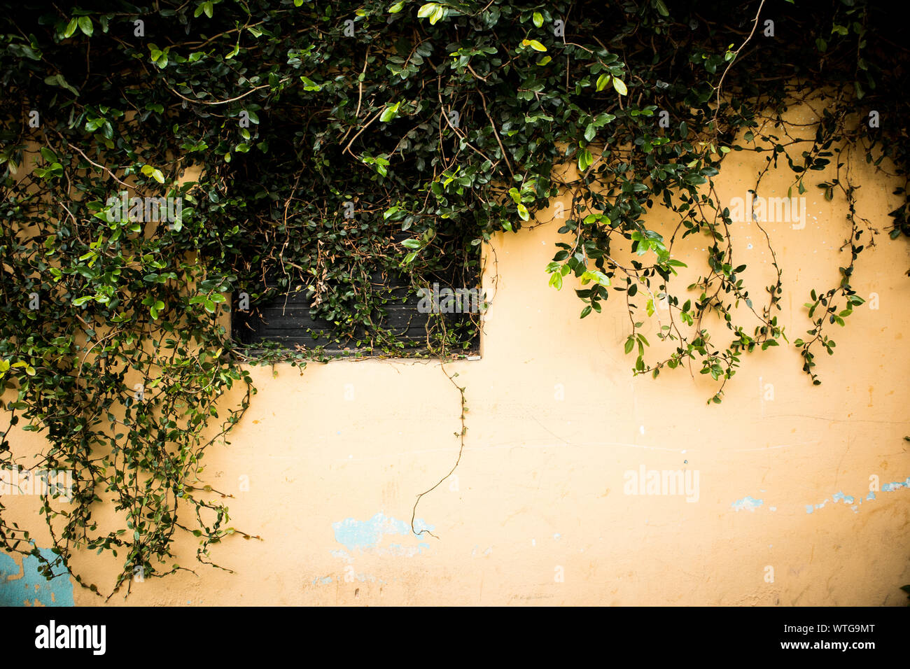 Window Covered with Vines in Guatemala Stock Photo - Alamy