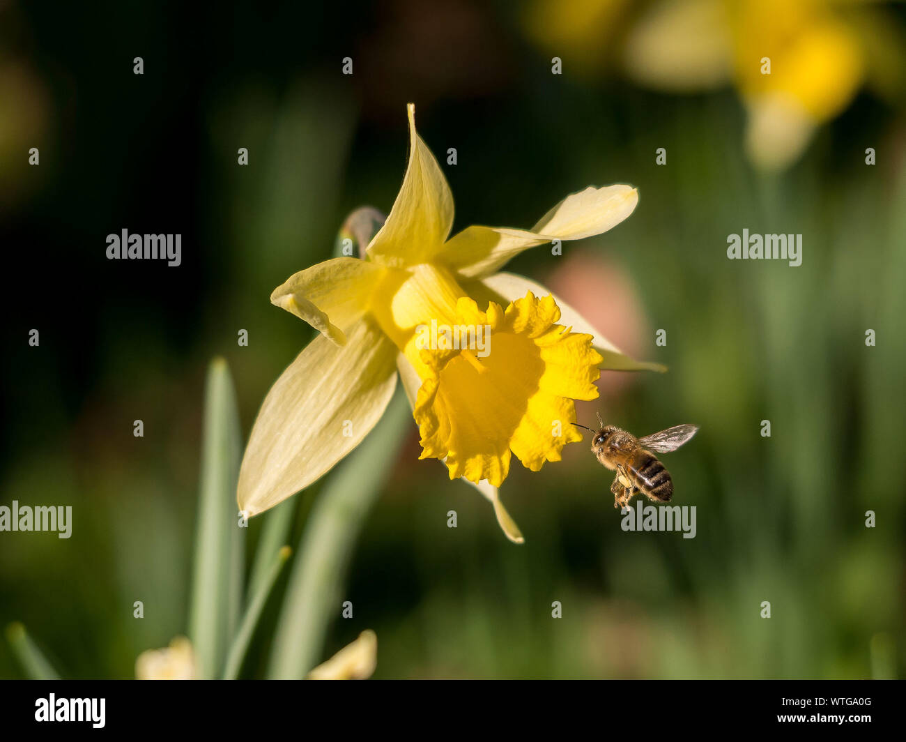 Insect and daffodil hi-res stock photography and images - Alamy