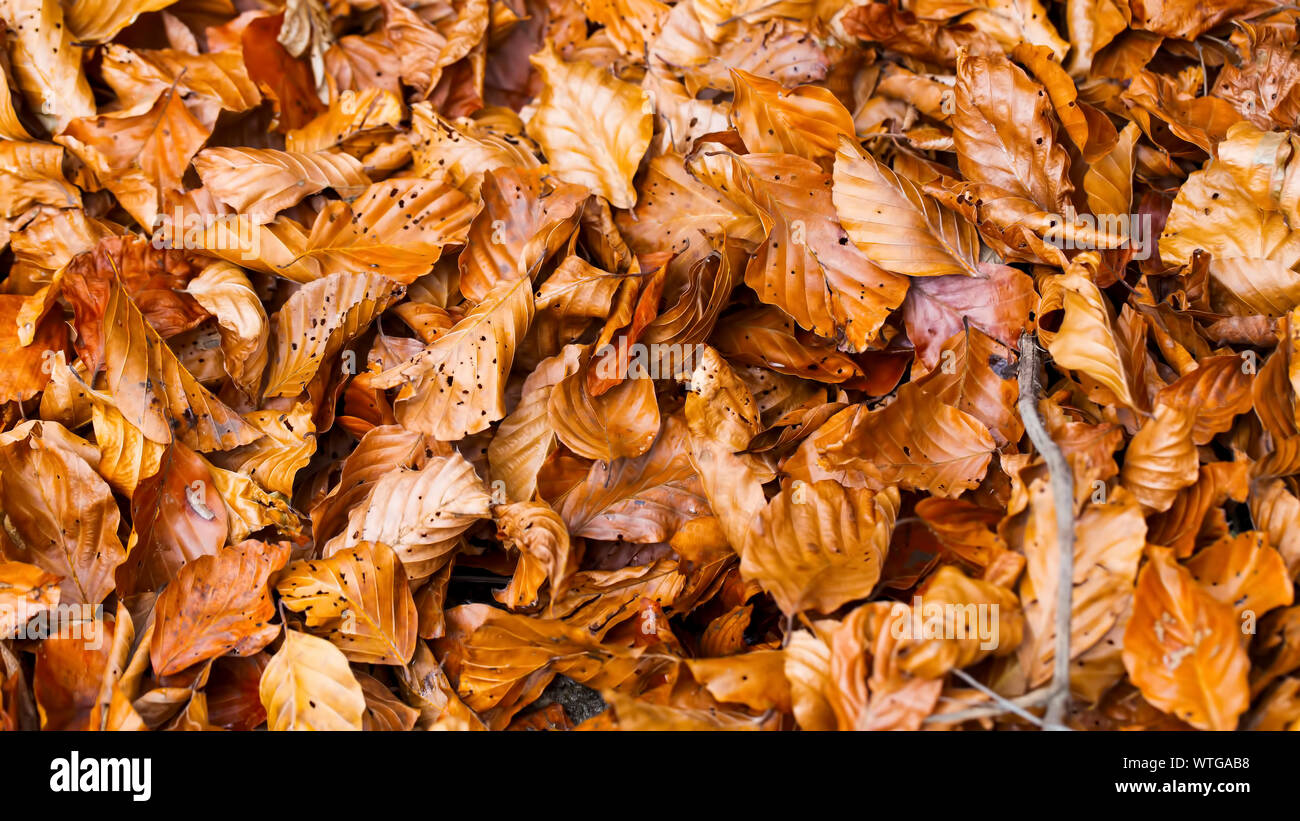 Dried beech leaves hi-res stock photography and images - Alamy