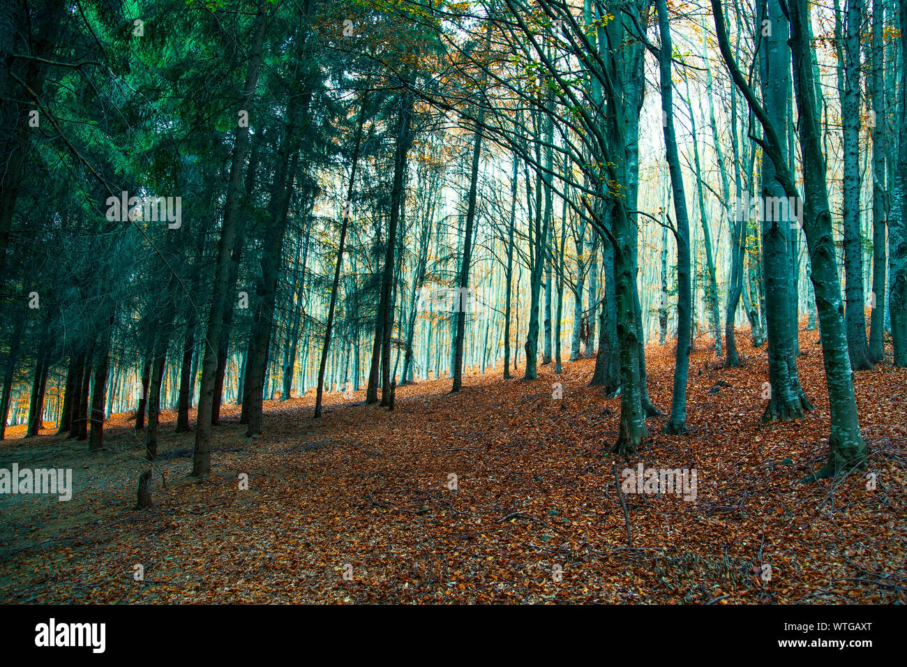 Dark forest landscape, autumn forest landscape Stock Photo - Alamy