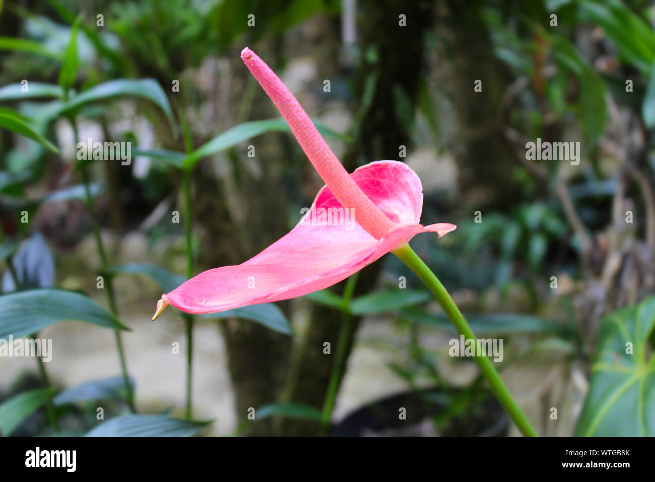 Mini Habitat High Resolution Stock Photography and Images - Alamy