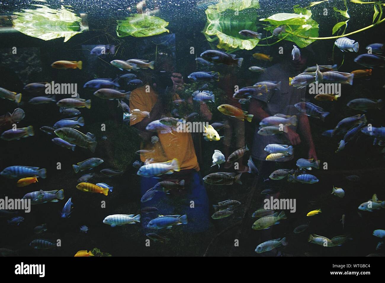 Real tank hi-res stock photography and images - Alamy