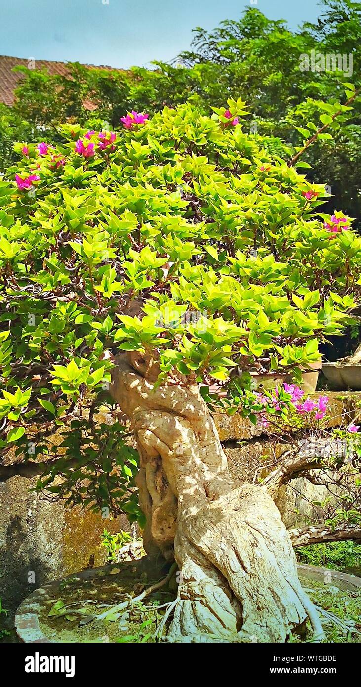 Old tree garden hi-res stock photography and images - Alamy