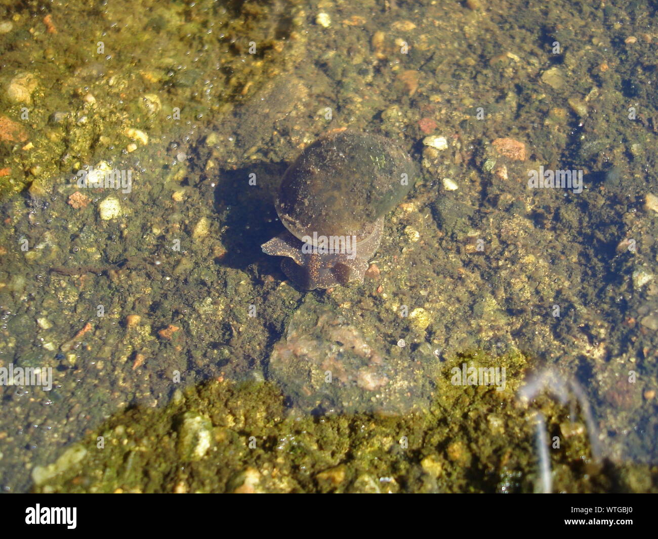 Snail in pond hi-res stock photography and images - Alamy