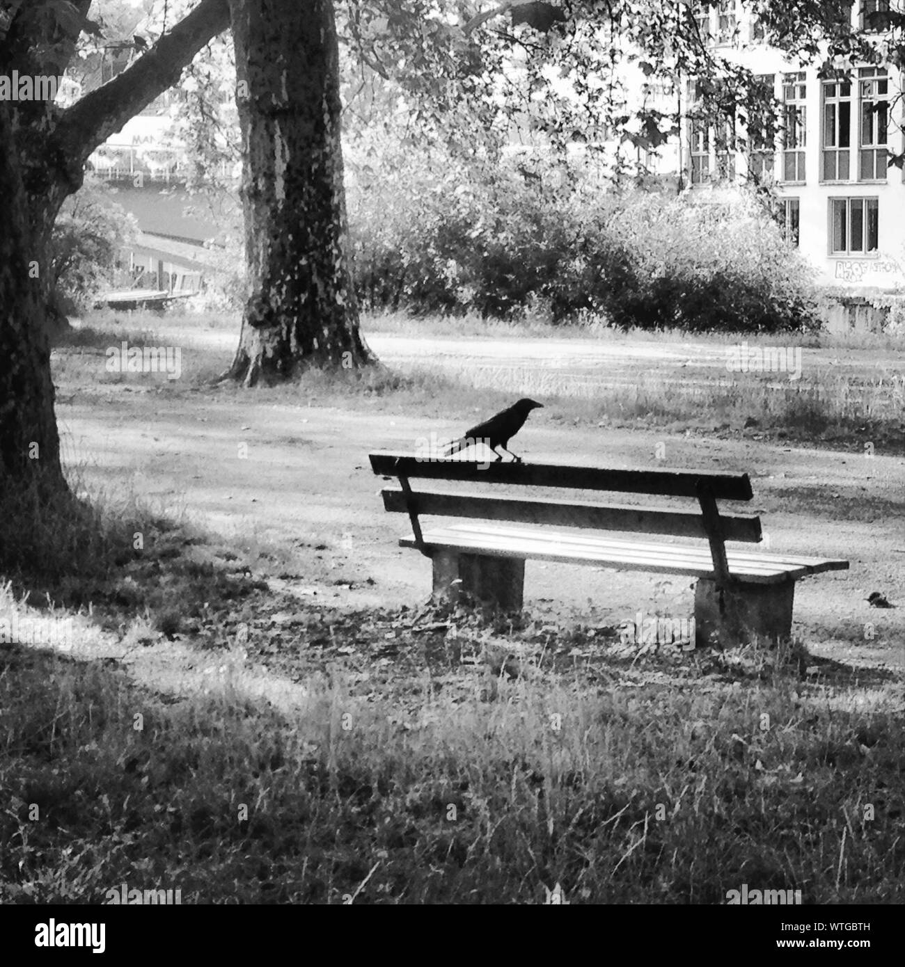 Raven Bird Black and White Stock Photos & Images - Alamy