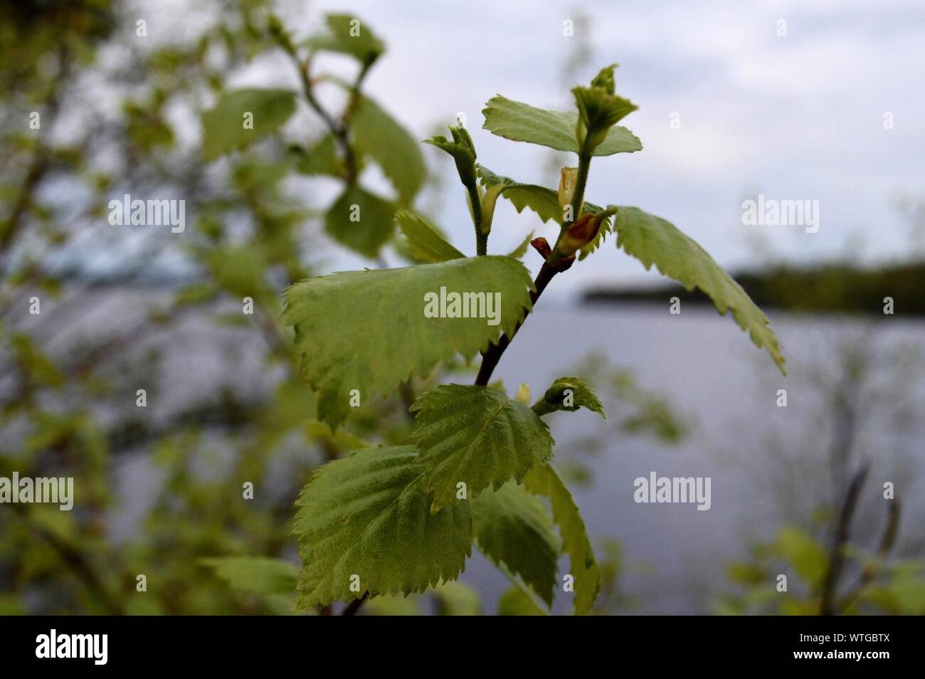 Fresh birch leaves hi-res stock photography and images - Alamy