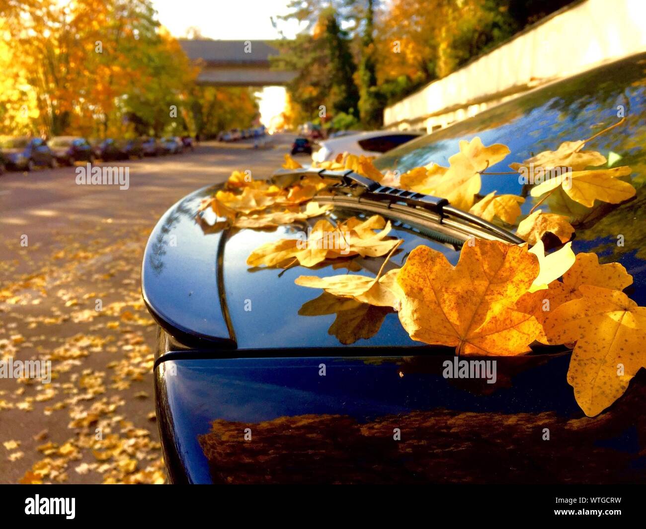 Car leaves autumn hi-res stock photography and images - Alamy