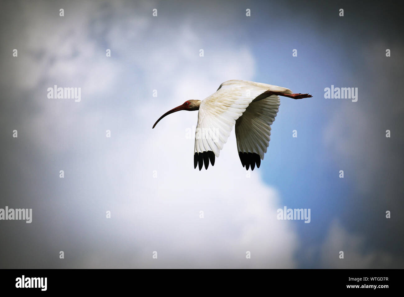 American white ibis flying hi-res stock photography and images - Alamy