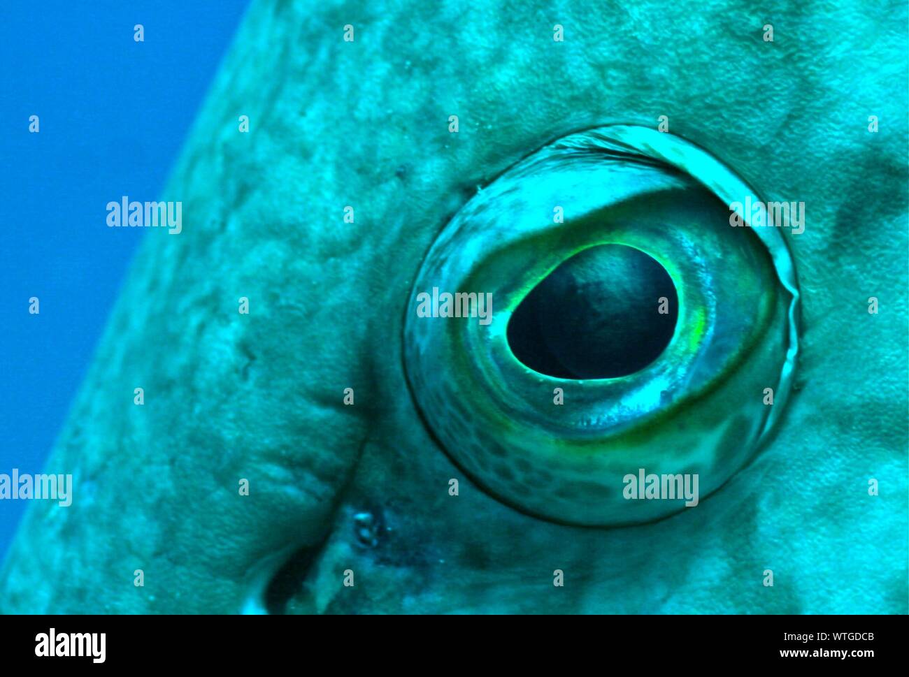 Underwater Extreme Close Up High Resolution Stock Photography and ...