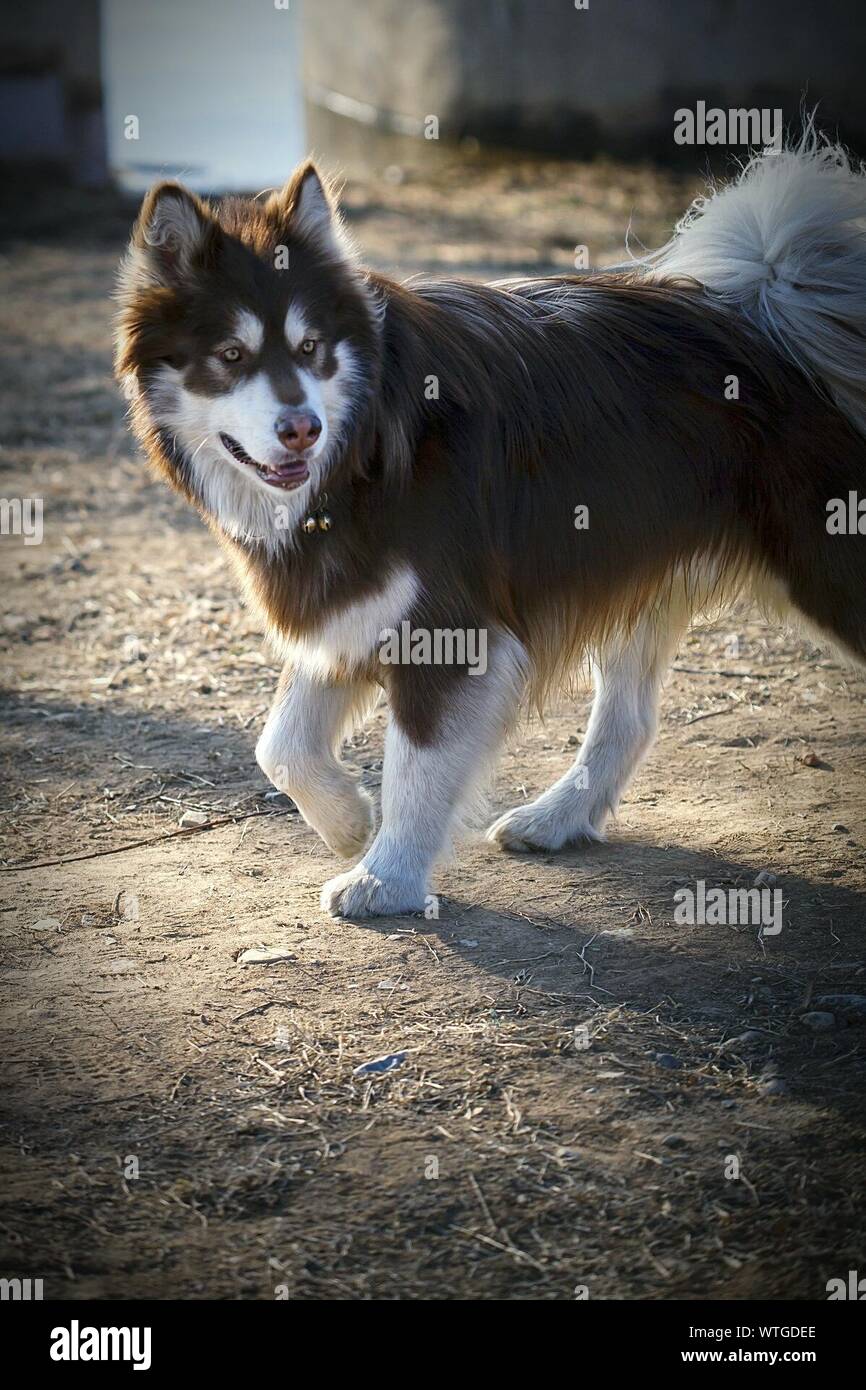 Alaskan culture hi-res stock photography and images - Alamy