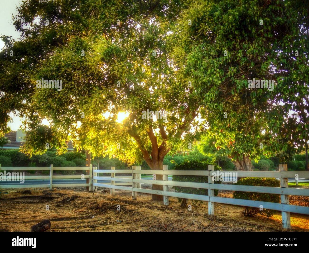 Tree sunlight fence hi-res stock photography and images - Alamy