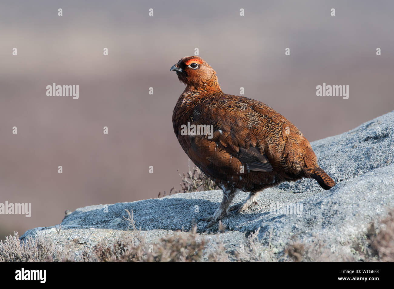 Red Gritstone High Resolution Stock Photography and Images - Alamy