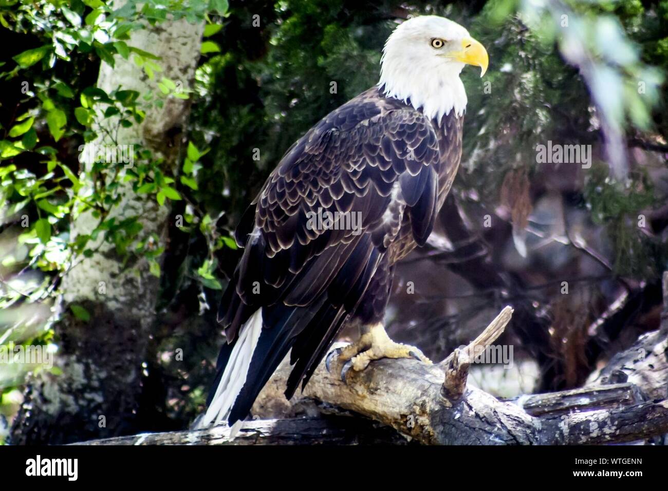 Bald eagle side on hi-res stock photography and images - Alamy