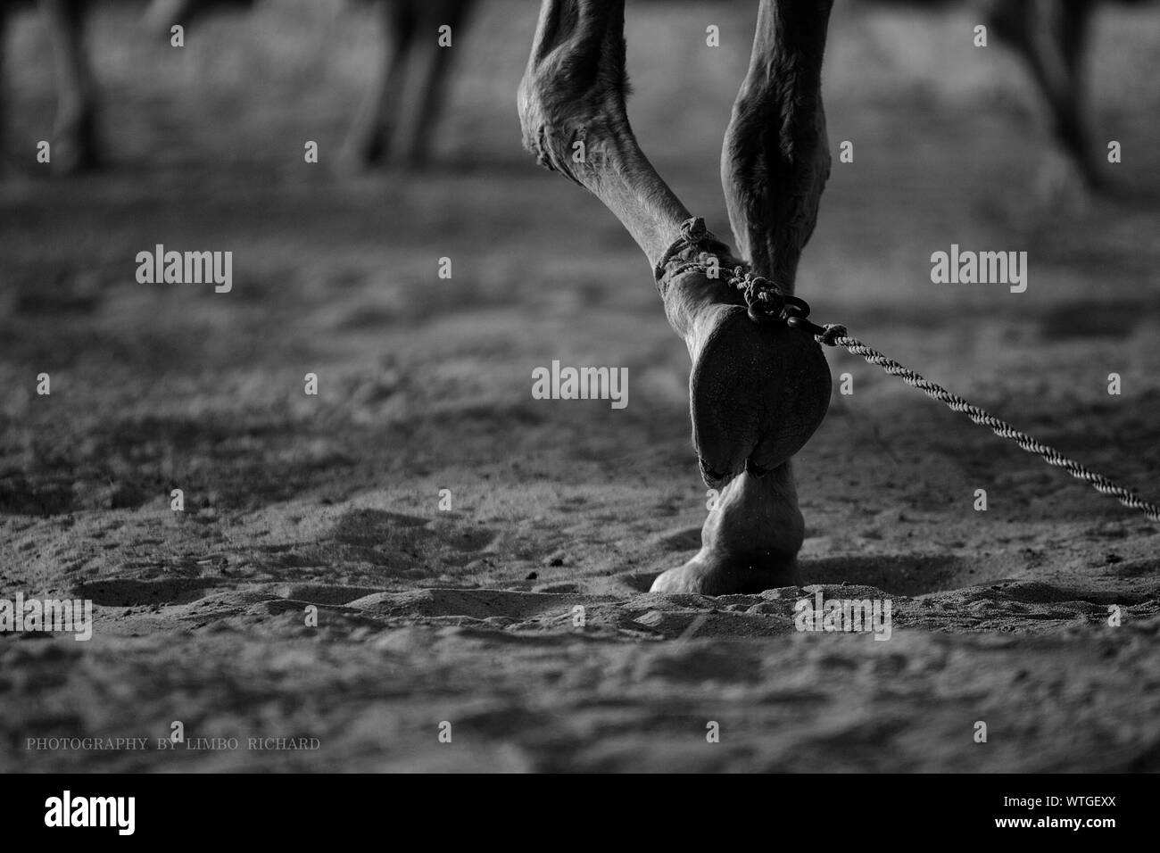 Animal tied up hi-res stock photography and images - Alamy