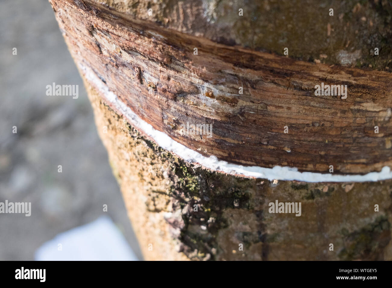 Up close tree sap hi-res stock photography and images - Alamy