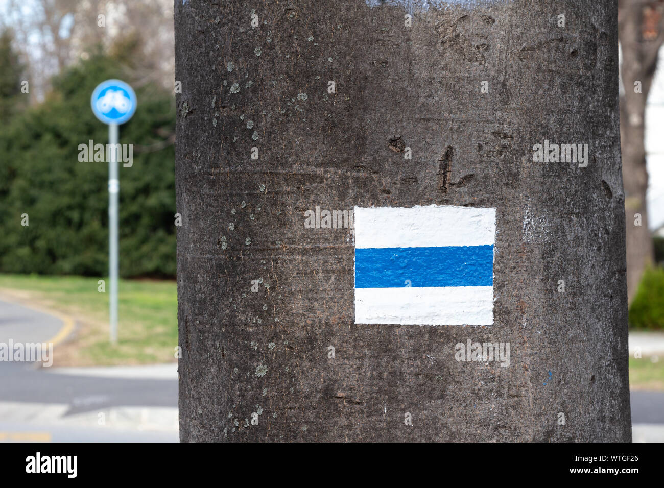 Blue line hiking trail sign painted on a tree trunk at Deák tér (Deák ...