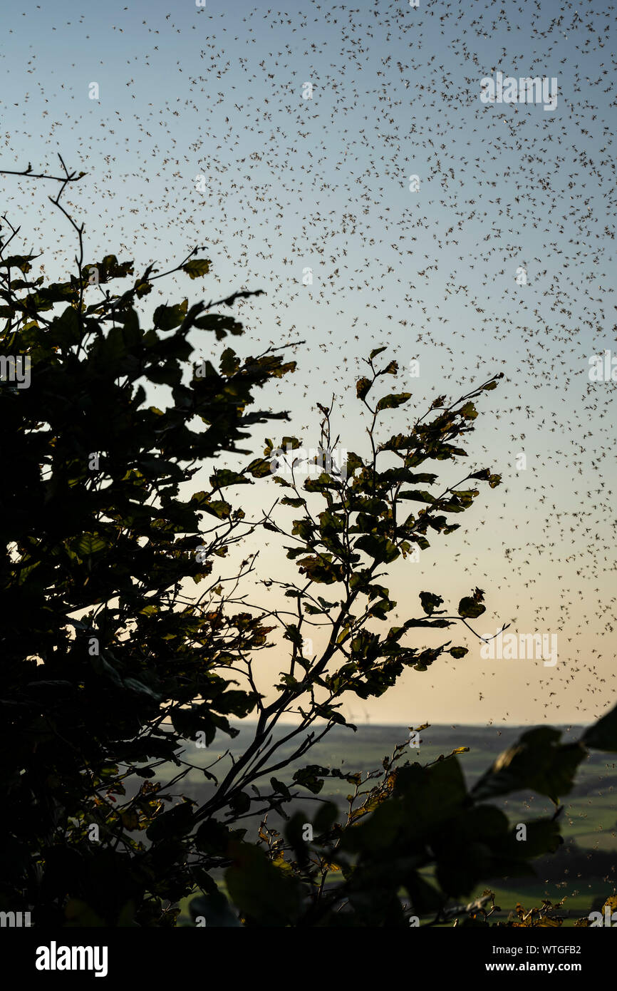 Flying ants hi-res stock photography and images - Alamy