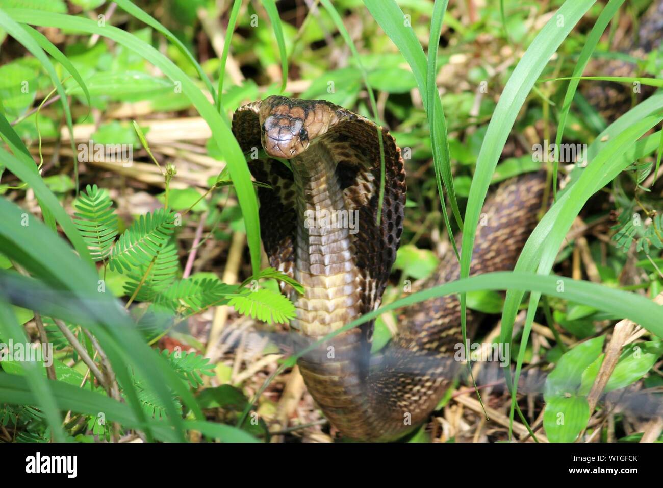 Cobra snake close up hi-res stock photography and images - Alamy