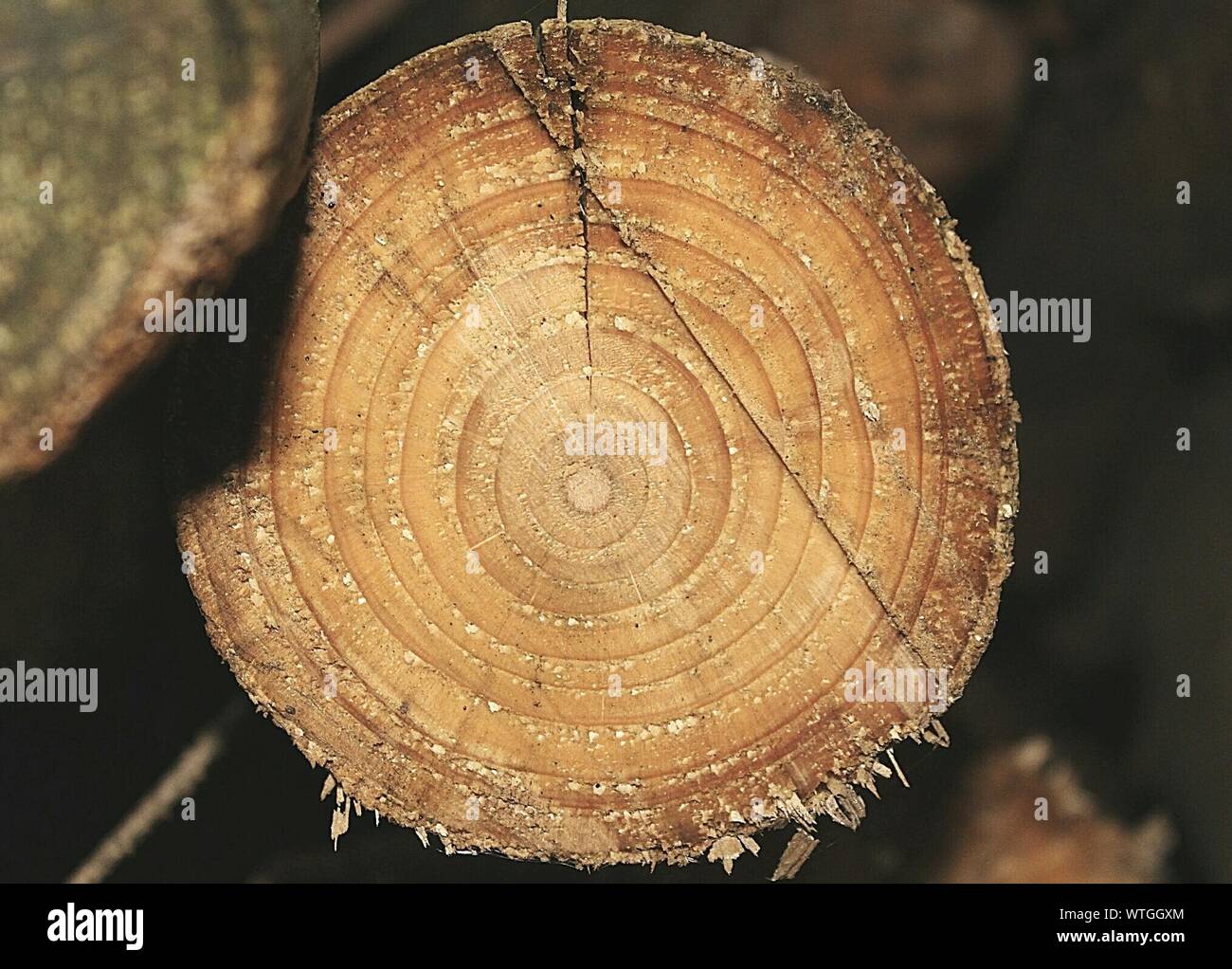 Cross section log hi-res stock photography and images - Alamy
