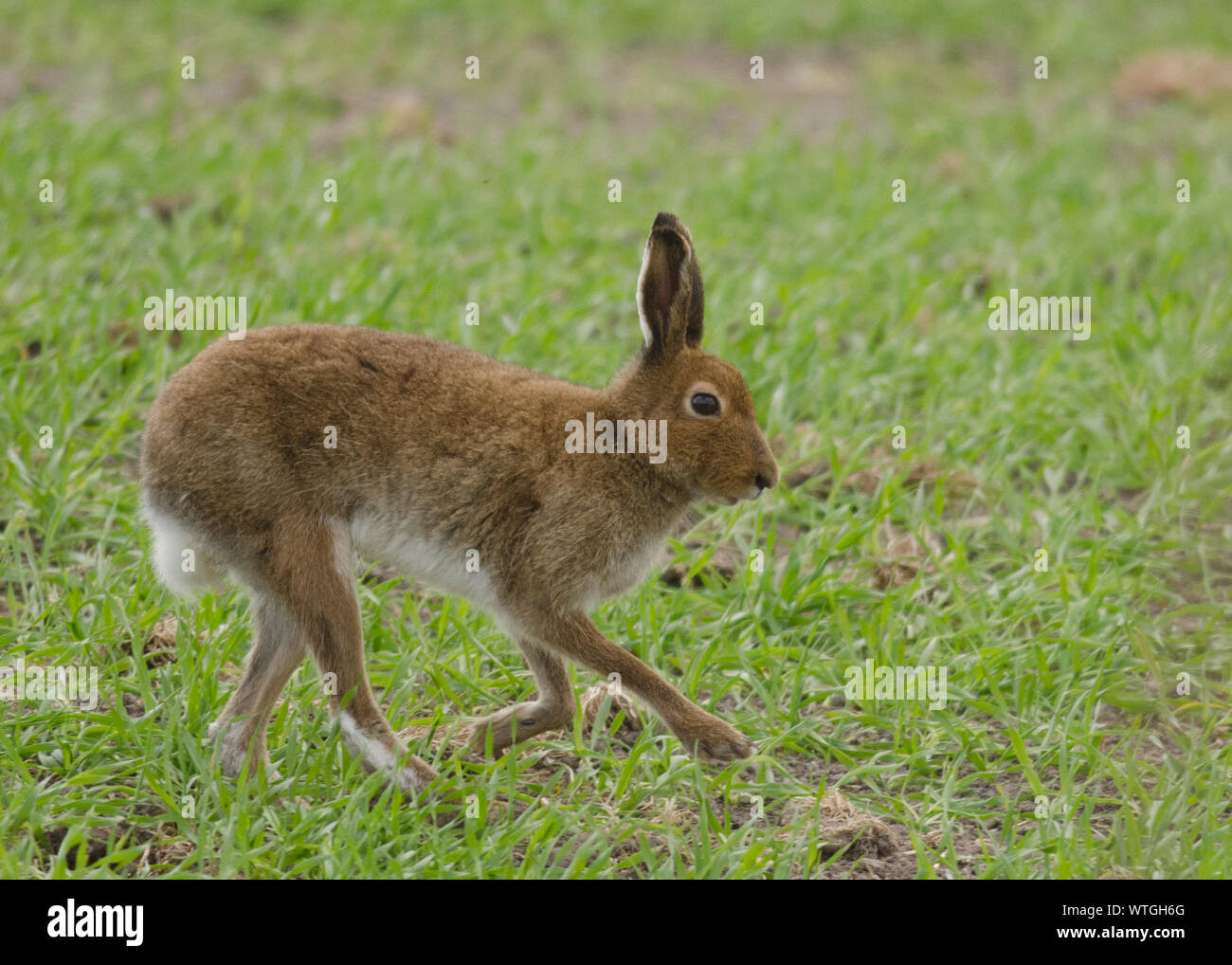 Hare side view hi-res stock photography and images - Alamy