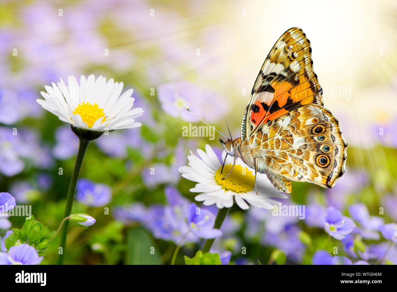 Daisy scene hi-res stock photography and images - Alamy