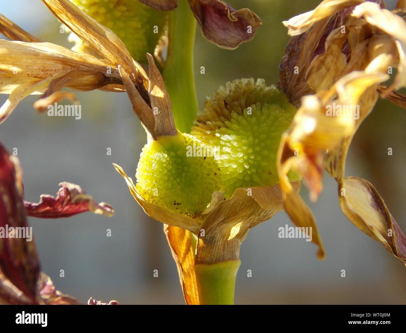 Fruits plant hi-res stock photography and images - Alamy