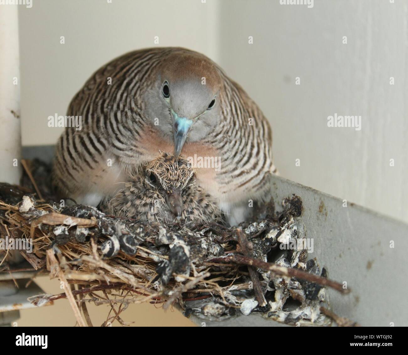 Messy Birds Nest High Resolution Stock Photography and Images - Alamy
