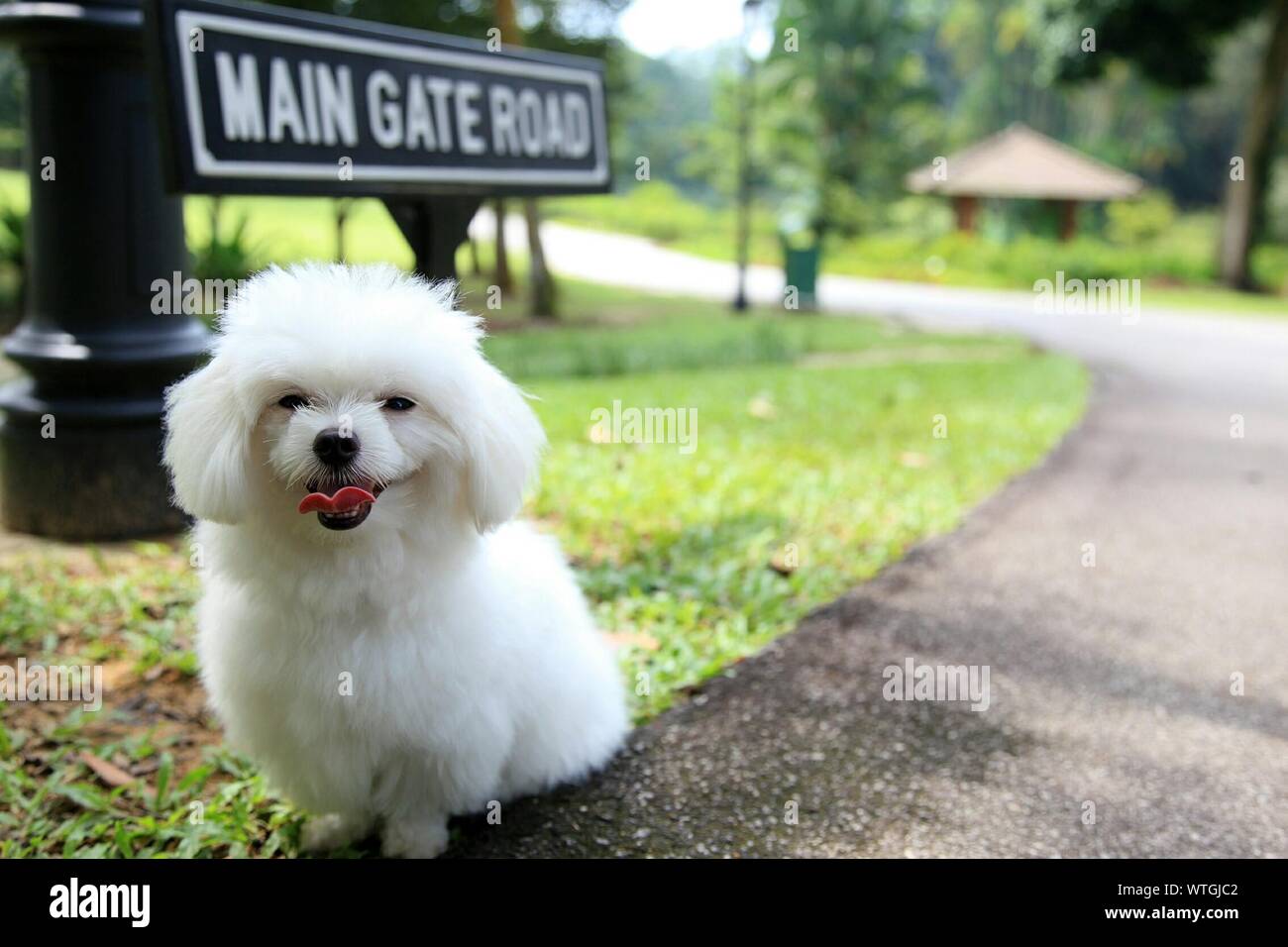 Road sign no dog hi-res stock photography and images - Alamy