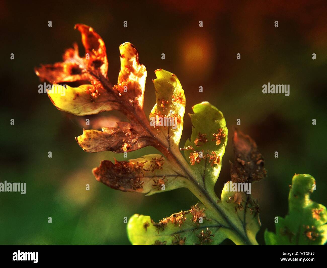 Fern Seed High Resolution Stock Photography and Images - Alamy
