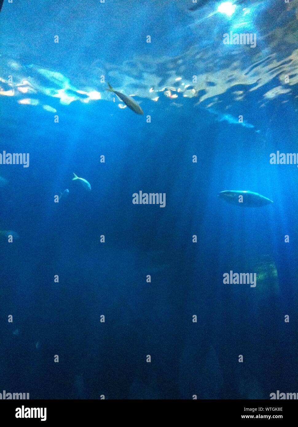 Underwater view hi-res stock photography and images - Alamy