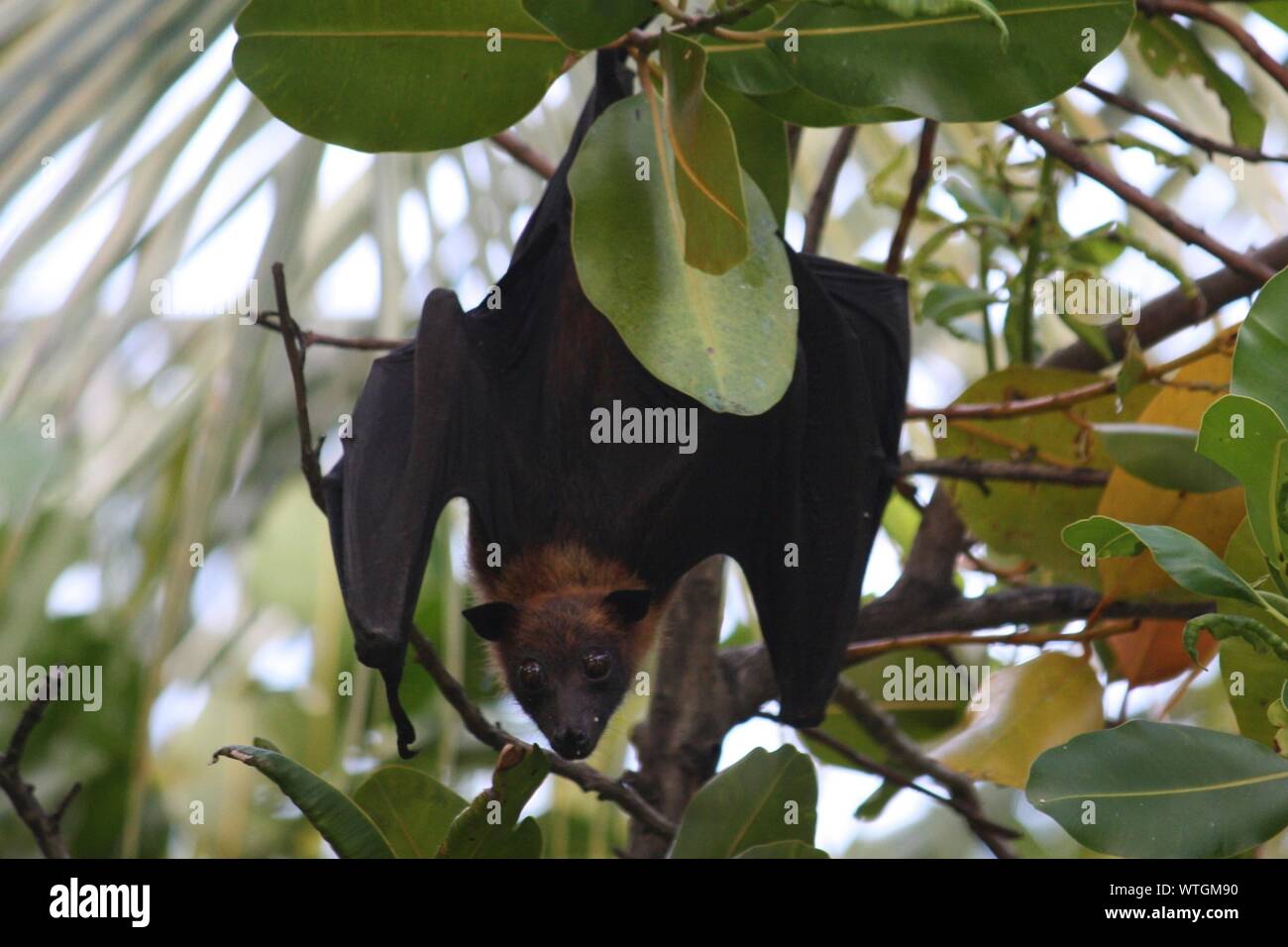 Close bat hi-res stock photography and images - Alamy
