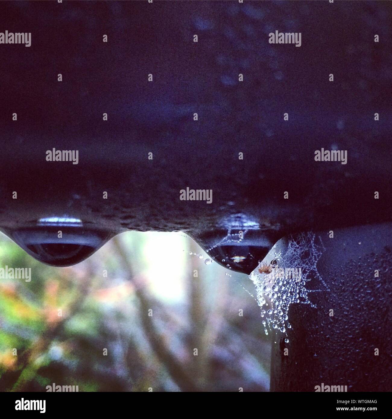 Building spider web hi-res stock photography and images - Alamy