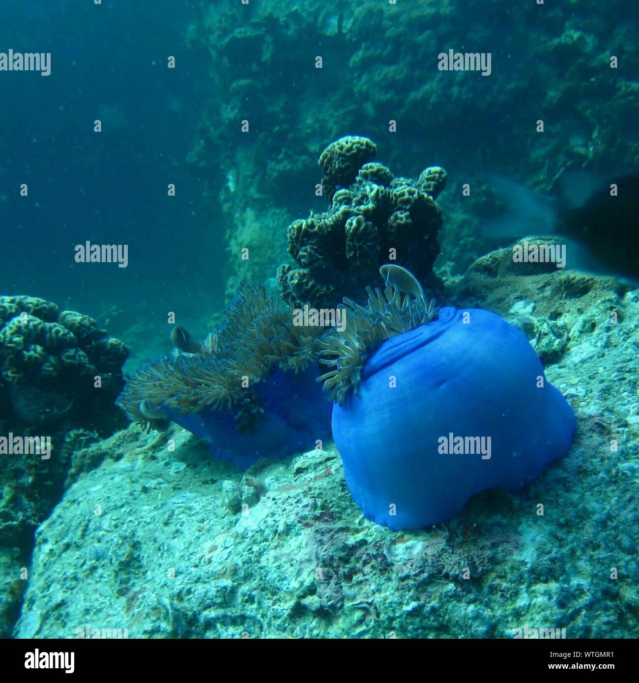 Underwater creatures hi-res stock photography and images - Alamy