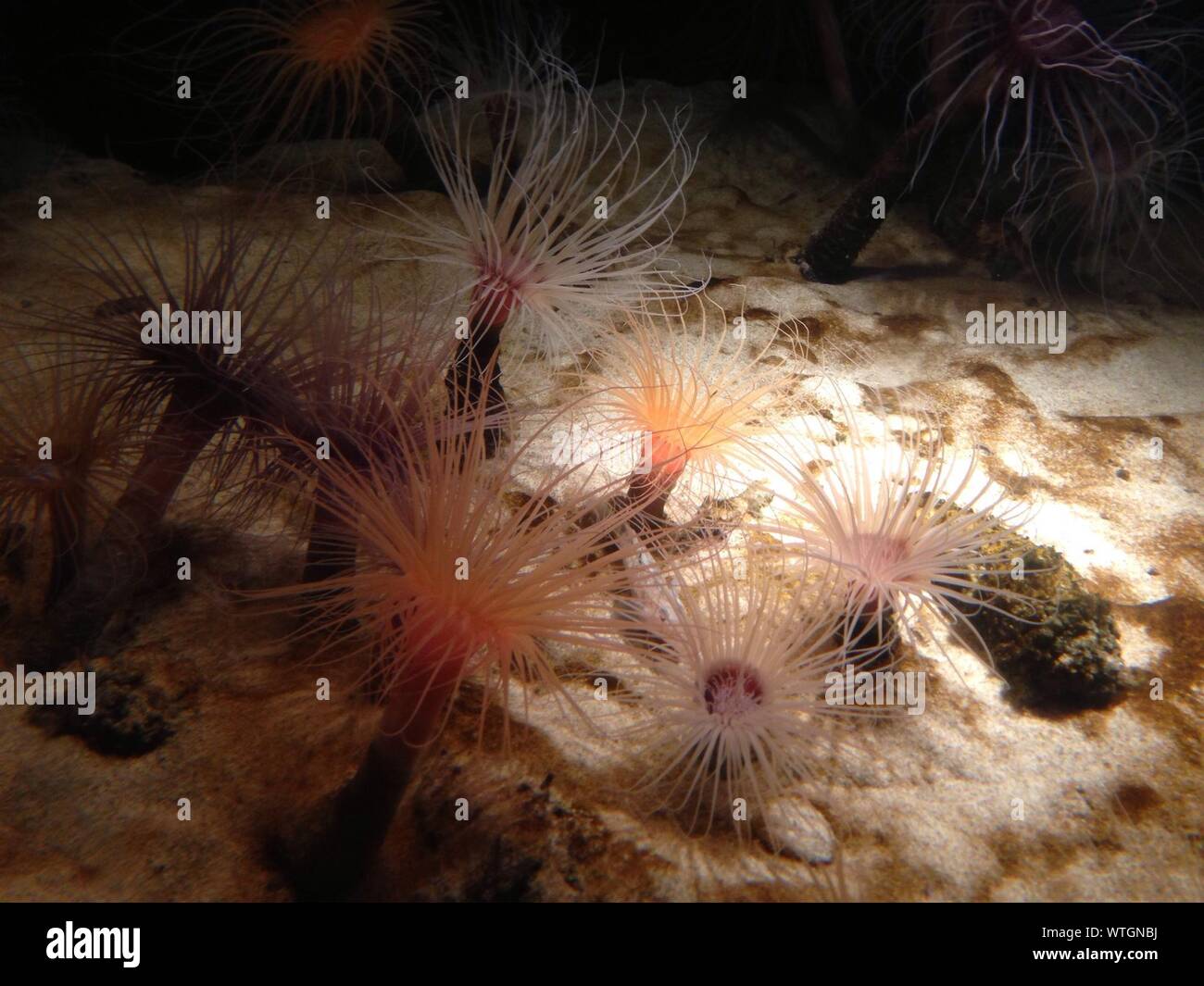 Fragile plants hi-res stock photography and images - Alamy