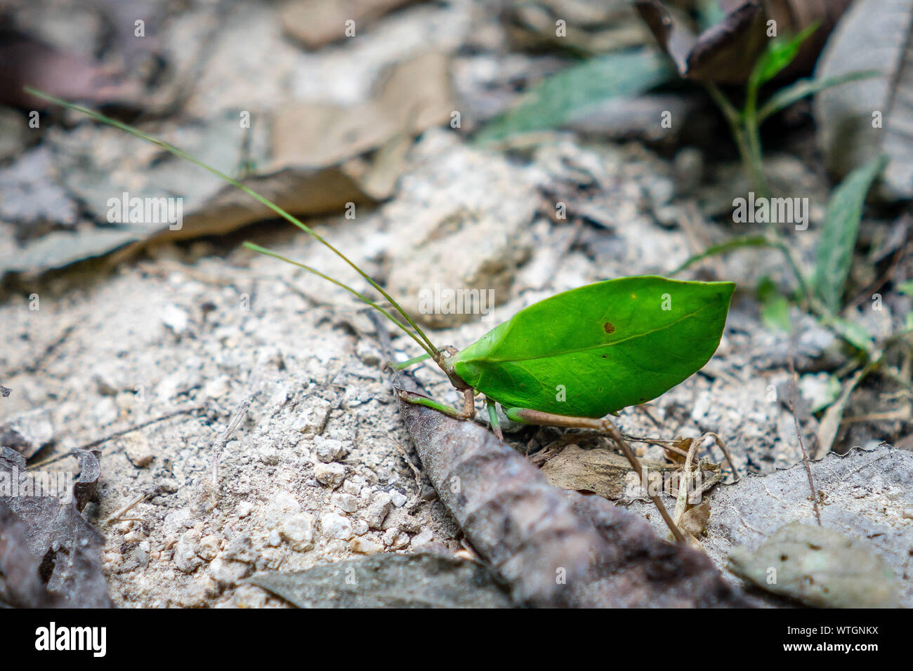 Colombia Insect High Resolution Stock Photography and Images - Alamy