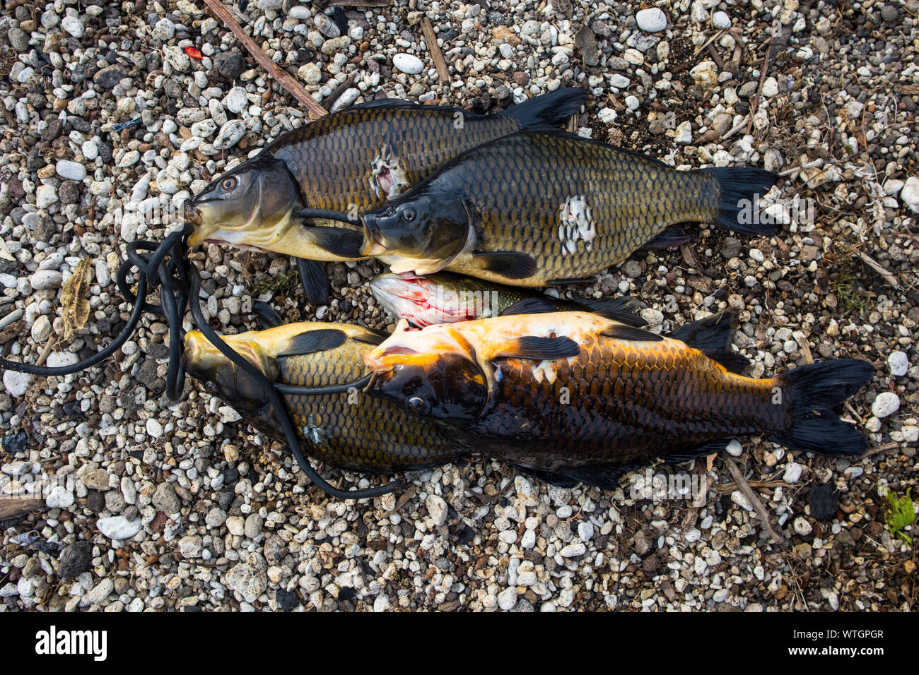 Fish Caught by Harpoon in Lago de Atitlan, Guatemala Stock Photo - Alamy