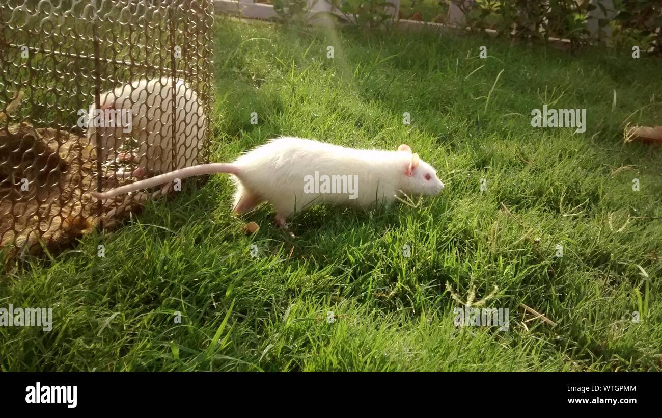 White mouse field hi-res stock photography and images - Alamy