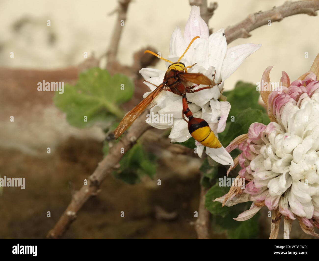 Mud Dauber High Resolution Stock Photography and Images - Alamy
