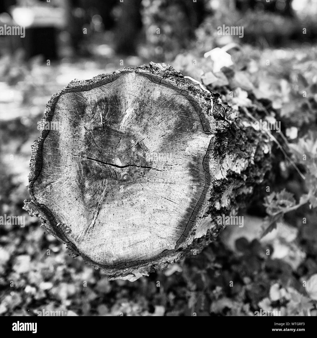 Cross section log hi-res stock photography and images - Alamy