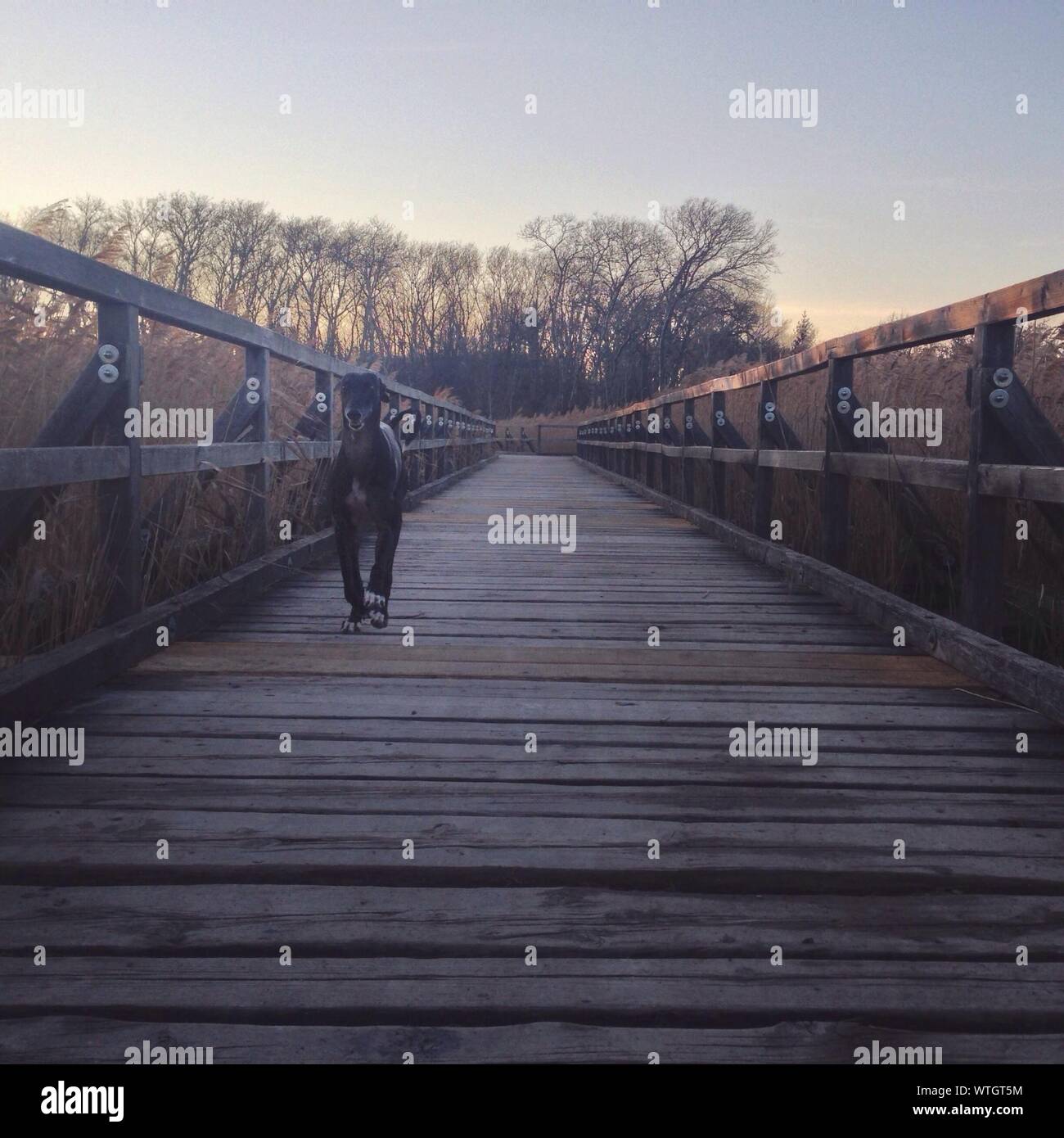 Greyhound Way High Resolution Stock Photography and Images - Alamy