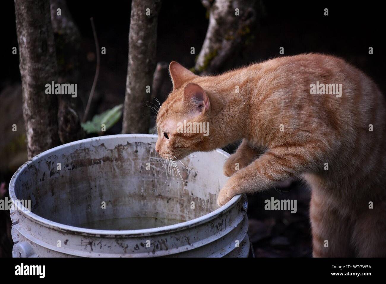 Rearing back hi-res stock photography and images - Alamy