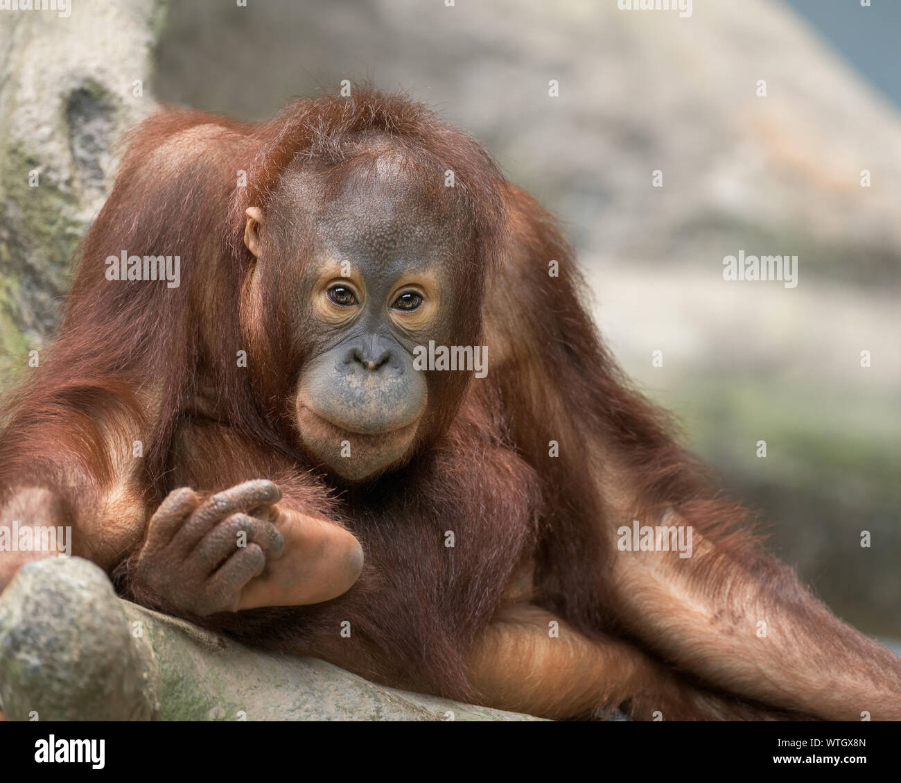 Orangutan hand foot hi-res stock photography and images - Alamy